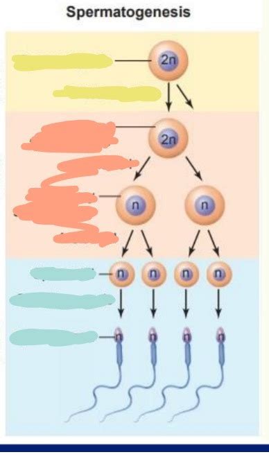 Spermatogenesis Diagram Create A Flow Chart On Gamete Development And