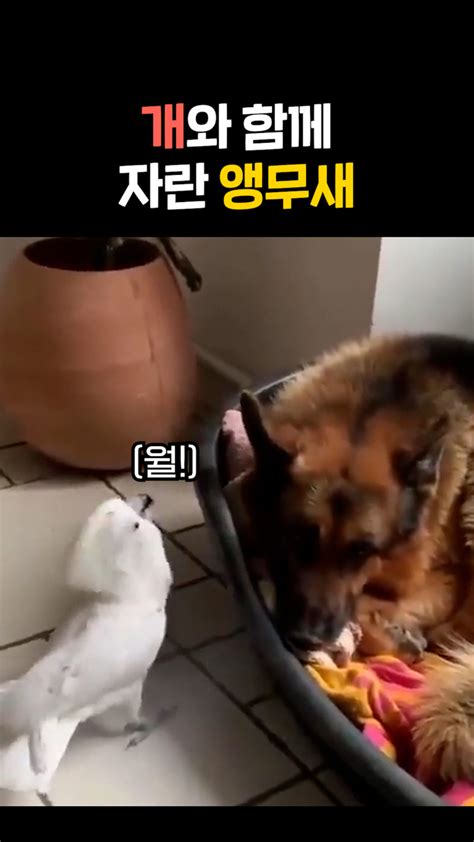 개와 함께 자란 앵무새 오늘의 숏 Beta