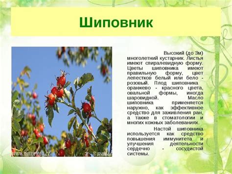 Лекарственные растения и травы картинки для изучения