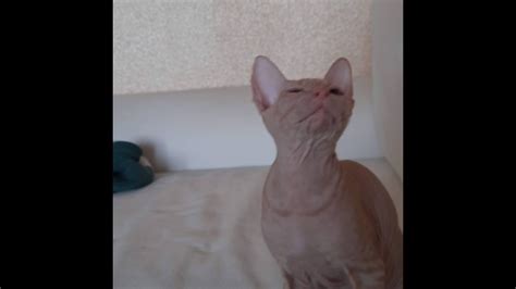 Андрей Анисимов в прямом эфире Youtube