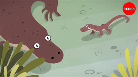 Susan Freitas And Darren Parker How Does This All Female Species Reproduce Ted Talk