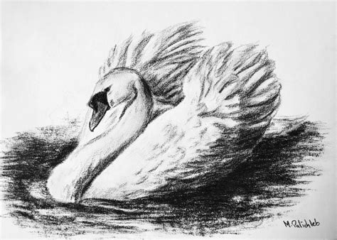 Swan Pencil Drawing A Step By Step Guide For Beginners