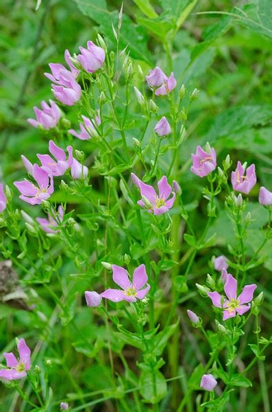 Sabatia Angularis Rose Pink Sabatia North Carolina Extension Gardener Plant Toolbox