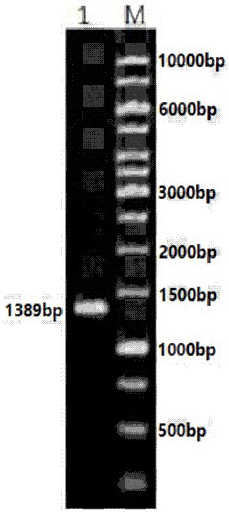 Flavin Monooxygenase Mutant And Preparation Method Thereof Eureka Patsnap