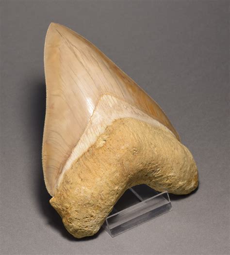 Finest Quality Carcharodon Megalodon Tooth