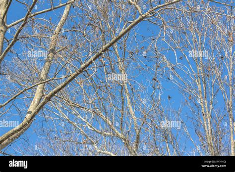 Texture Of Tree Branches Blue Sky And Birds Flies By Stock Photo Alamy