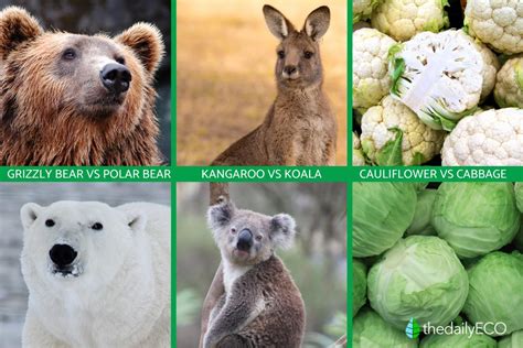 Divergent Evolution How Species Diversify