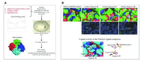 Fbdd Campaign Against Pakdsa A Crystal Based Fragment Screening