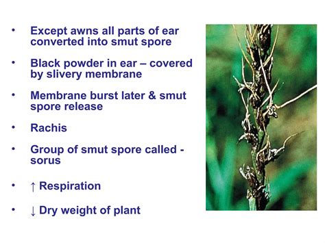 Loose Smut Of Wheat Ppt