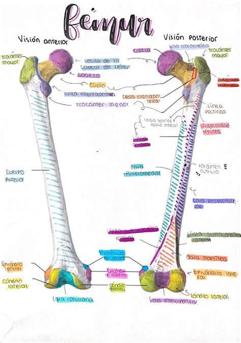 Femur Anatomia