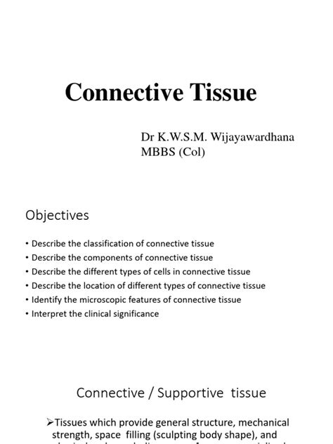 Connective Tissue Pdf Connective Tissue Extracellular Matrix