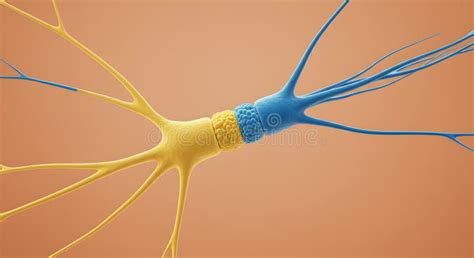 Synapse Transmission Detailed 3d Model Of Neuron Connection Showing
