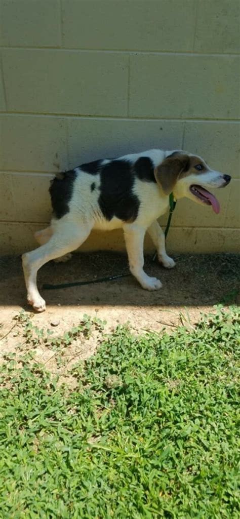 Cooper The Happy Dog Who Was Born With A Short Spine And No Neck Is