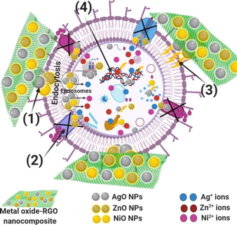 Schematic Representation Regarding The Four Main Ways Of Antibacterial Download Scientific