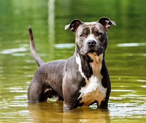 American Staffordshire Terrier Un Dulce Con Mala Fama Kennel Club