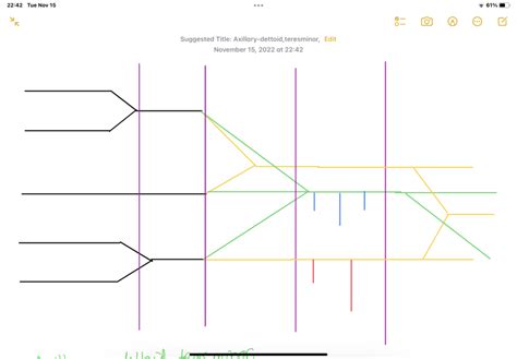Brachial Plexus Map Diagram Quizlet