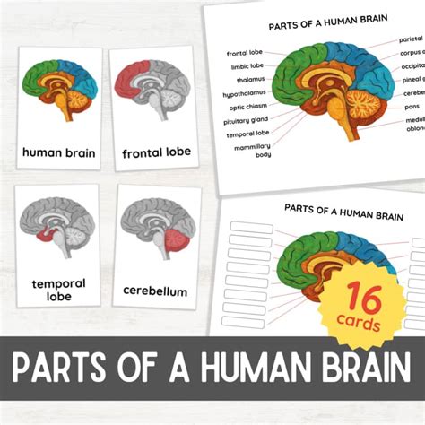 16 Human Brain Parts Flash Cards Morphology Anatomy Structure Section 3part
