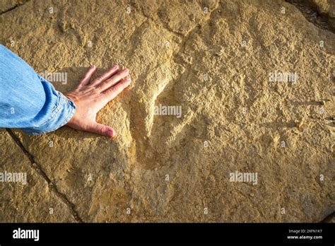 Comparison Between A Human Hand And A Fossil Track Or Ichnite