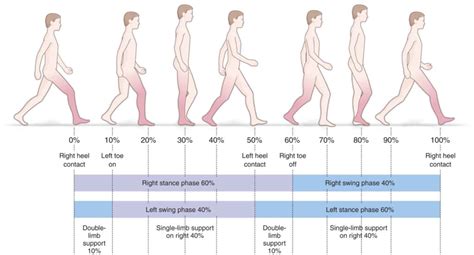 Gait And Posture Journal Template Journal Templates