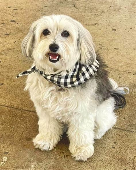 33 Adorable Schnauzer Mixes You Must See With Pictures
