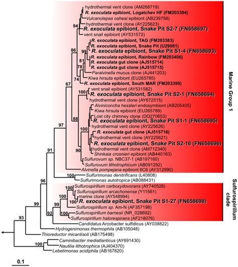 The Tree Was Calculated Using The Maximum Likelihood Method Bootstrap