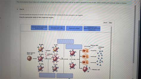 Solved The Clonal Selection Theory Helps Us To Understand