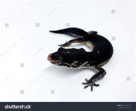 15757 Imágenes De Gecko On Black Imágenes Fotos Y Vectores De Stock