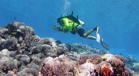 Deep Learning Using Ai To Better Manage Coral Reefs