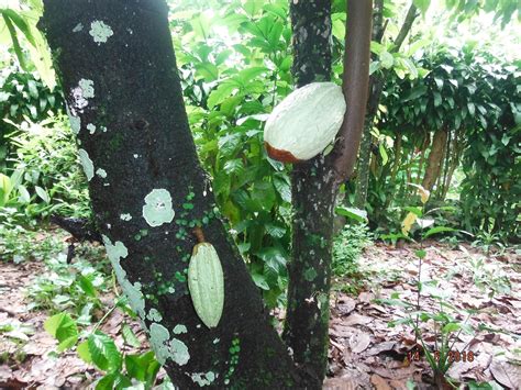 Cocoa Tree Free Photo On Pixabay Pixabay