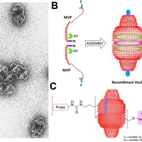 A Transmission Electron Microscopy Tem Of Vault Particles Purified Download Scientific