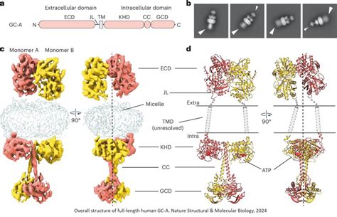Transmembrane Receptor Guanylyl Cyclase Structure And Function In Heart Disease Sciencemission