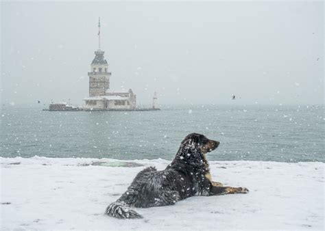 Cloud Pet Background Photos Download The Best Free Cloud Pet