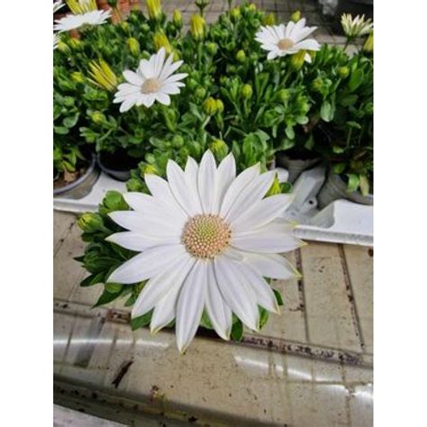 Африканска Бяла Маргарита от Plants Bg с отлична цена