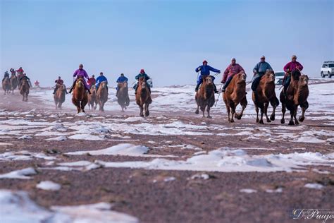 Тэмээний баяр