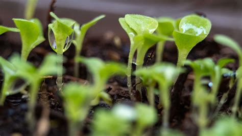 Come Fare Un Mini Orto In Balcone O Con Poco Spazio
