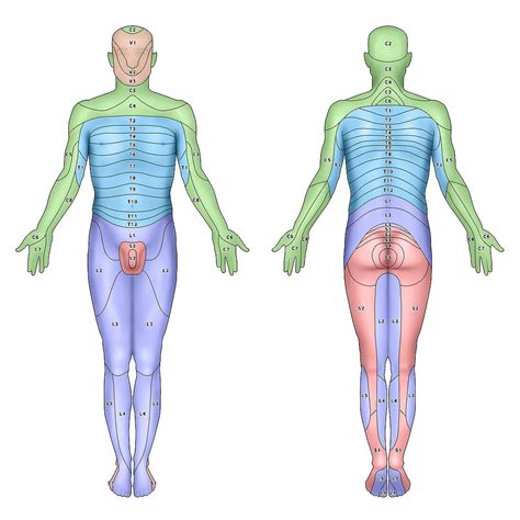 Dermatome Skin Sensory Areas … Acheter Une Photo 14077605 Science