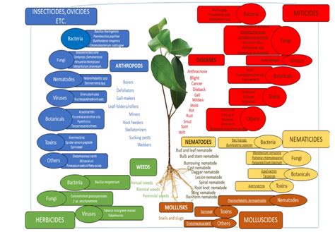 Biopesticides Natural And Sustainable Alternatives To Chemical