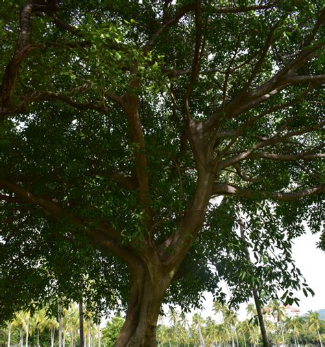 Ficus Aurea Catálogo Flora Y Fauna
