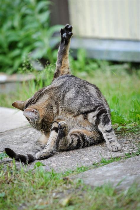 Cute Tabby Cat Licking Itself Stock Photo Image Of Feline Paws