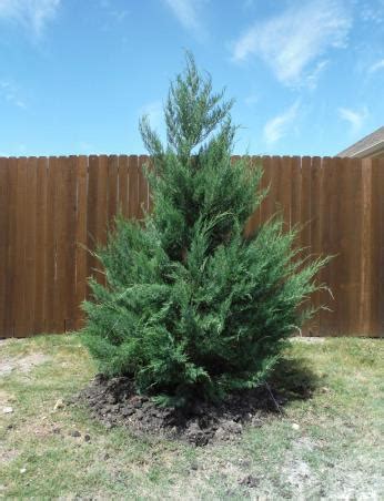 Eastern Red Cedar Wood Characteristics