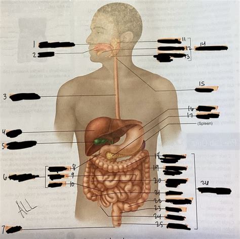 LAB EXAM Digestive System Flashcards Quizlet