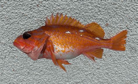 Rosy Rockfish Mexican