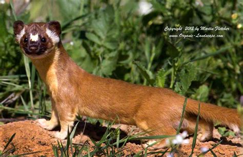 California Weasel