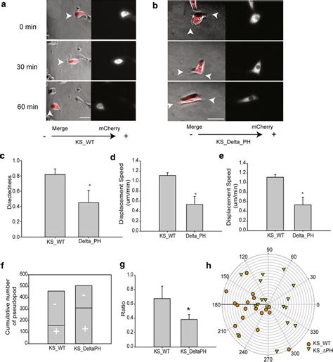 The Kindlin 1 Ph Domain Is Required For Electrotactic Response Of Download Scientific Diagram