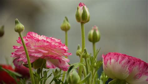 Ranunculus Care Shonnards Nursery