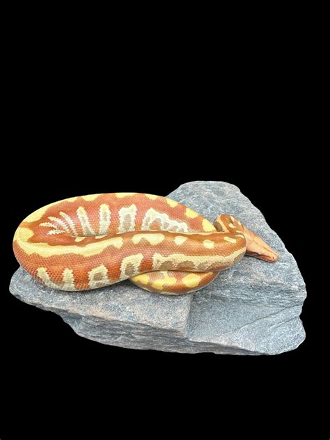 Blood Python T Albino Blood Python T Albino