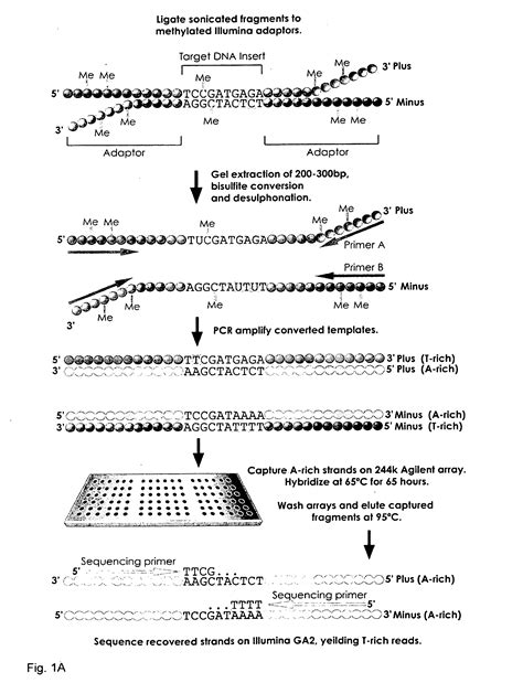 Methods And Arrays For Profiling Dna Methylation Eureka Patsnap
