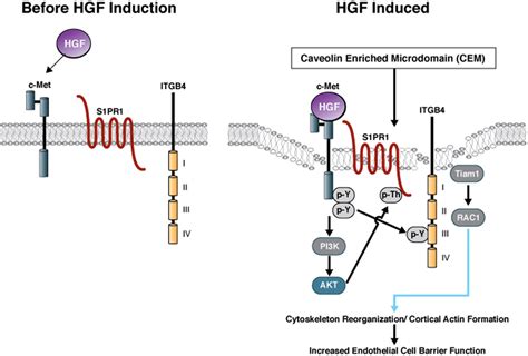 Model For Hgf Mediated C Met Signalosome Formation Resulting In Ec
