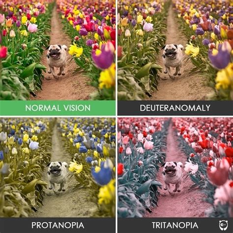 Types Of Cvd Color Vision Deficiency