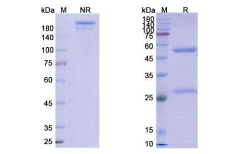 Bimagrumab Human Anti Chemical Invitrogen 100 μg Unconjugated